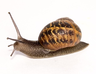 Plettet voldsnegl - sådan bekæmper du voldsneglen i din have